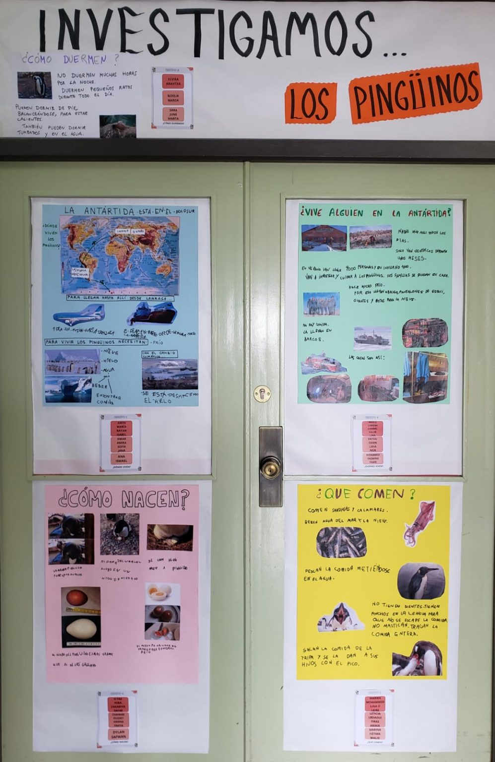 Investigamos … los pingüinos